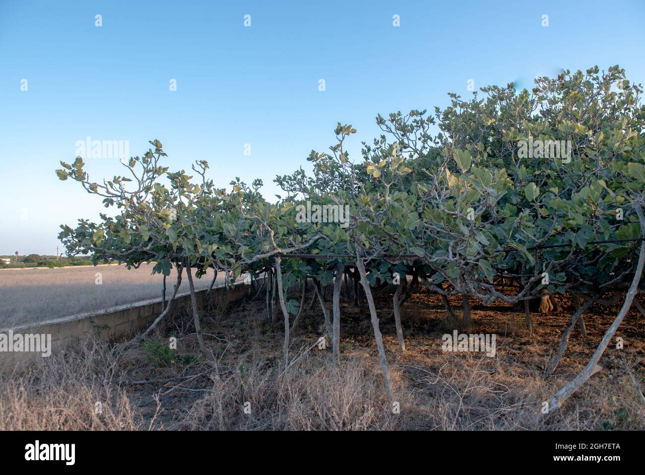 View of the largest fig tree in Europe on the island of Formentera in ...