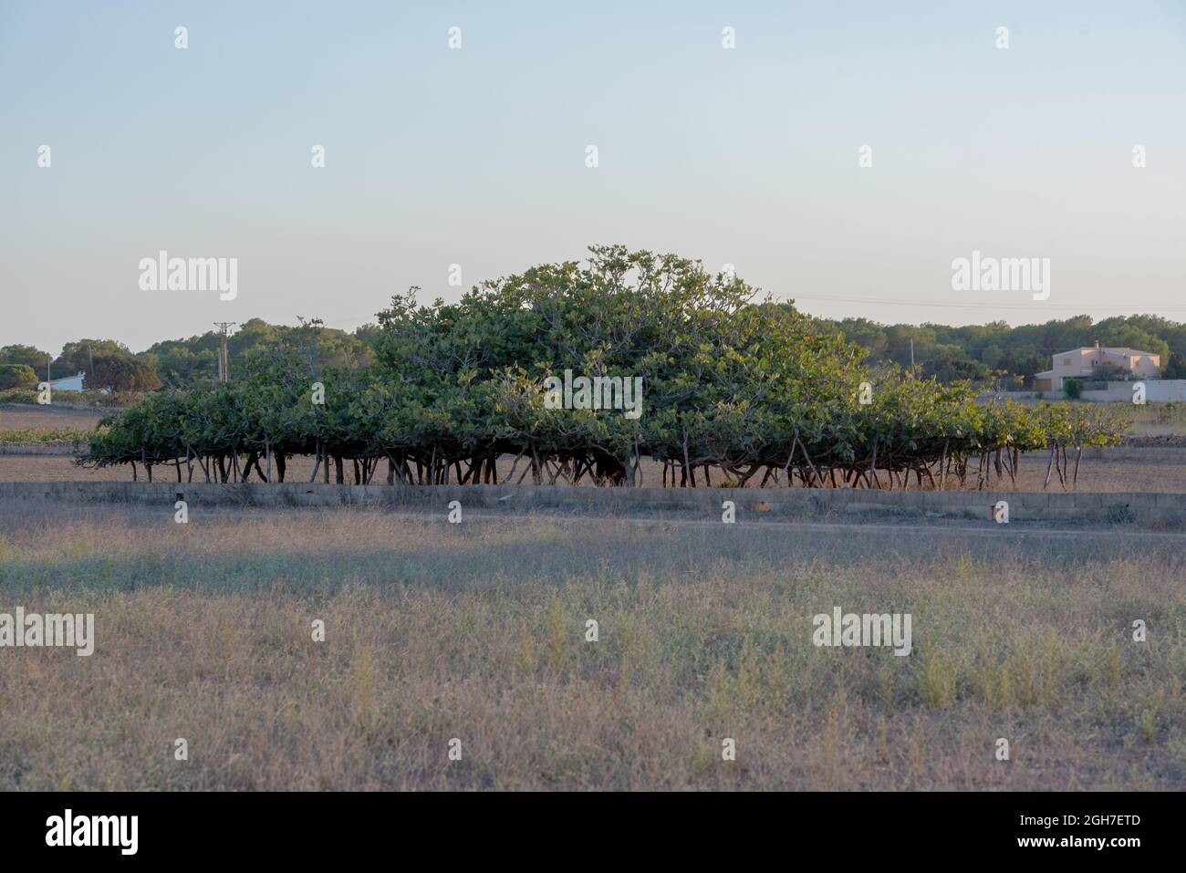 View of the largest fig tree in Europe on the island of Formentera in ...
