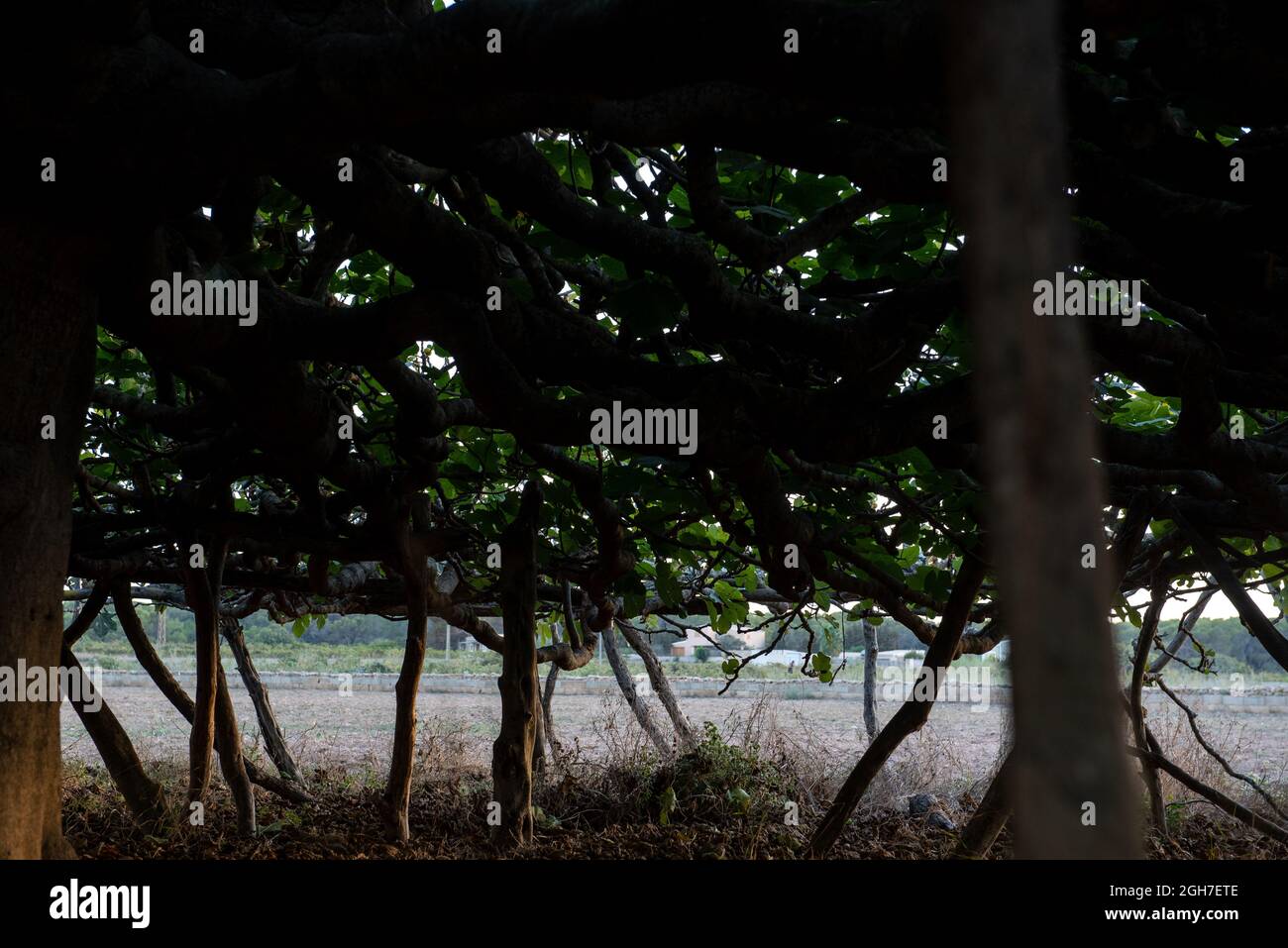 View of the largest fig tree in Europe on the island of Formentera in ...