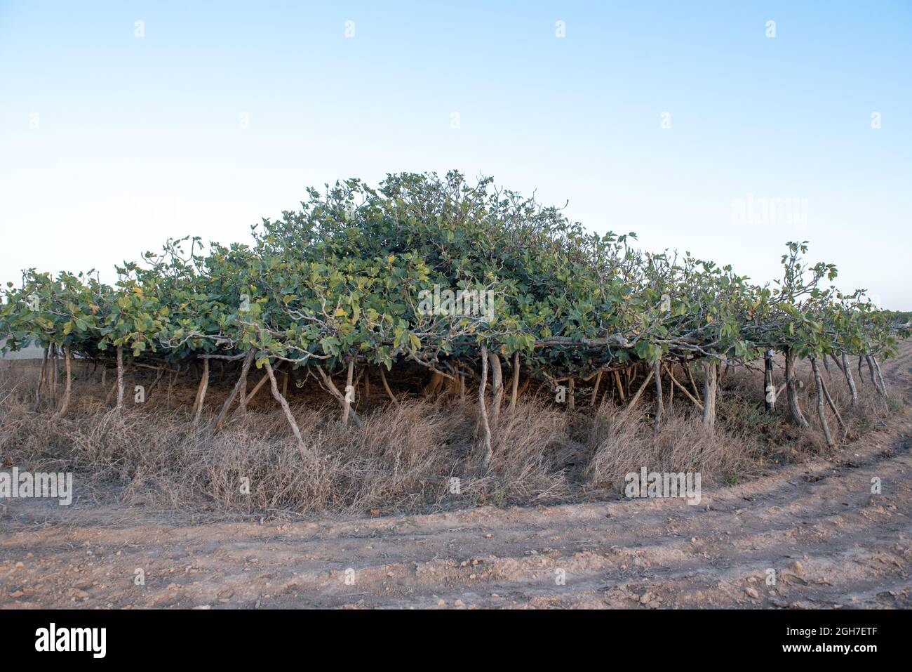 View of the largest fig tree in Europe on the island of Formentera in ...