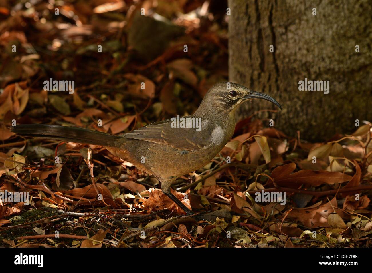 California native birds hi-res stock photography and images - Alamy