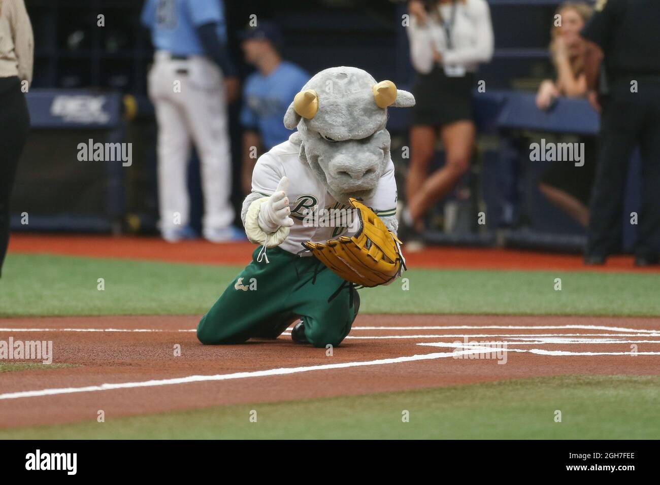 Usf mascot hi-res stock photography and images - Alamy
