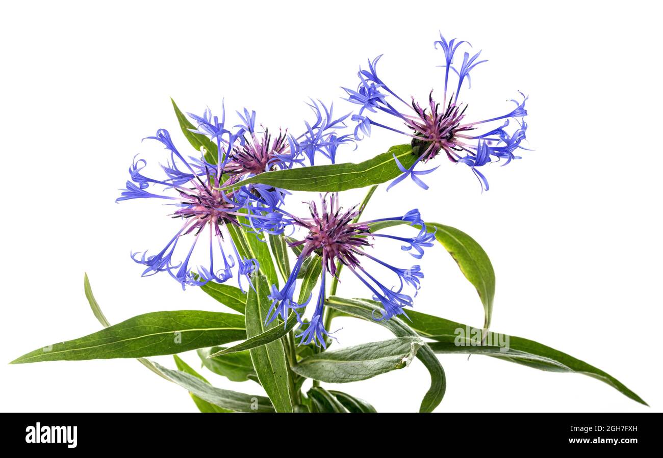 Centaurea flower in front of white background Stock Photo - Alamy