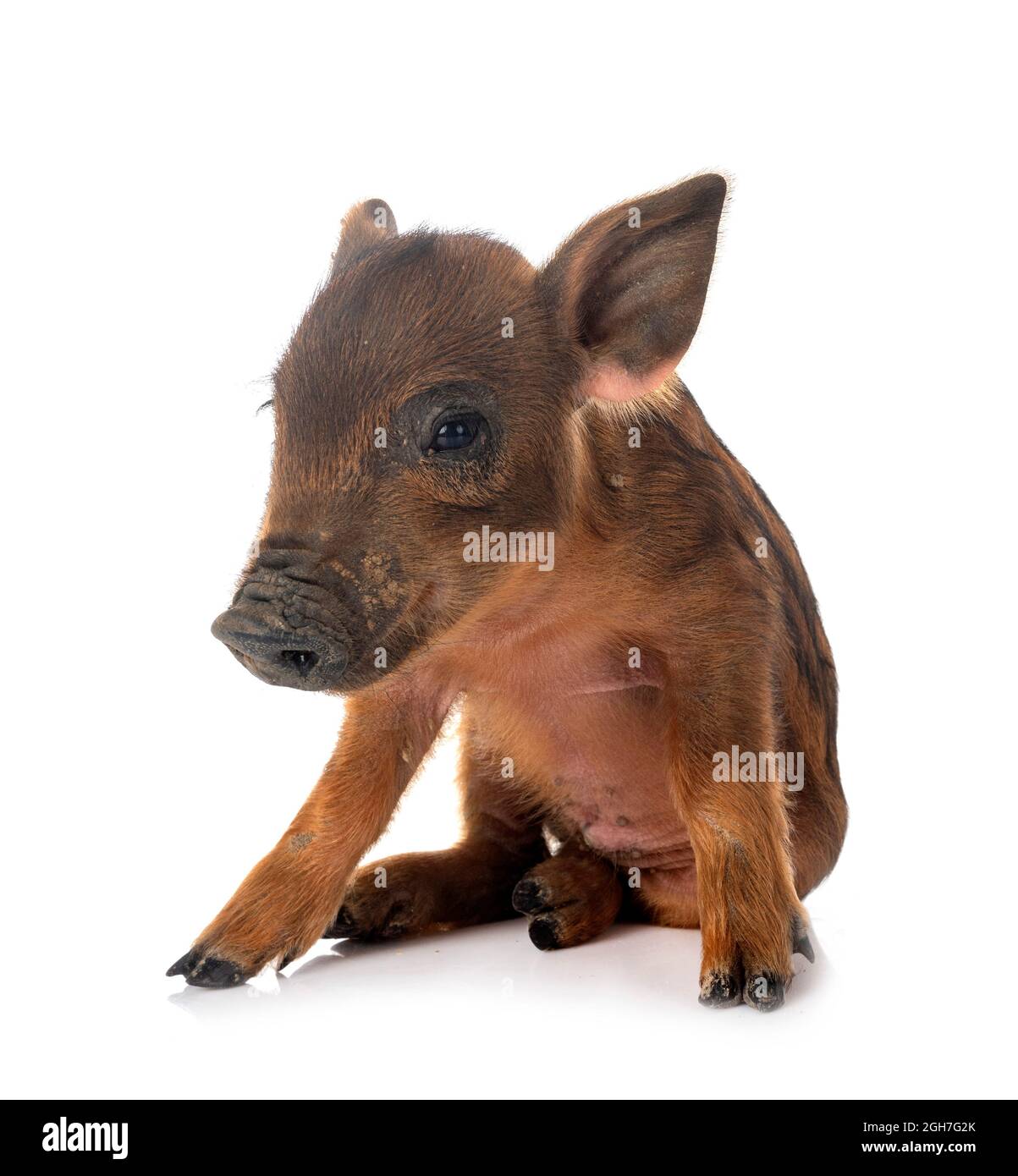 Miniature pig in front of white background Stock Photo - Alamy