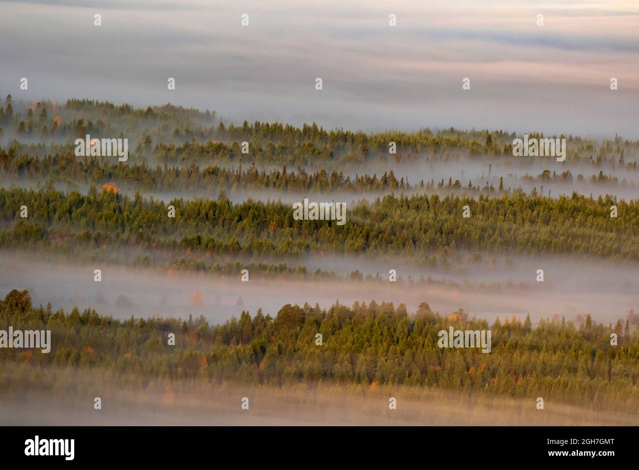 Fog covering the taiga forest landscape in the morning during sunrise ...