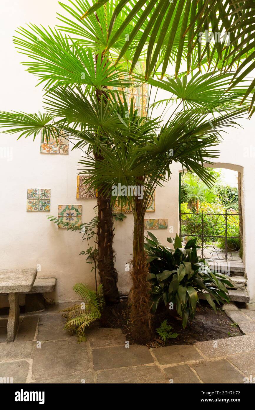 Courtyard With Palm Tree High Resolution Stock Photography and Images ...