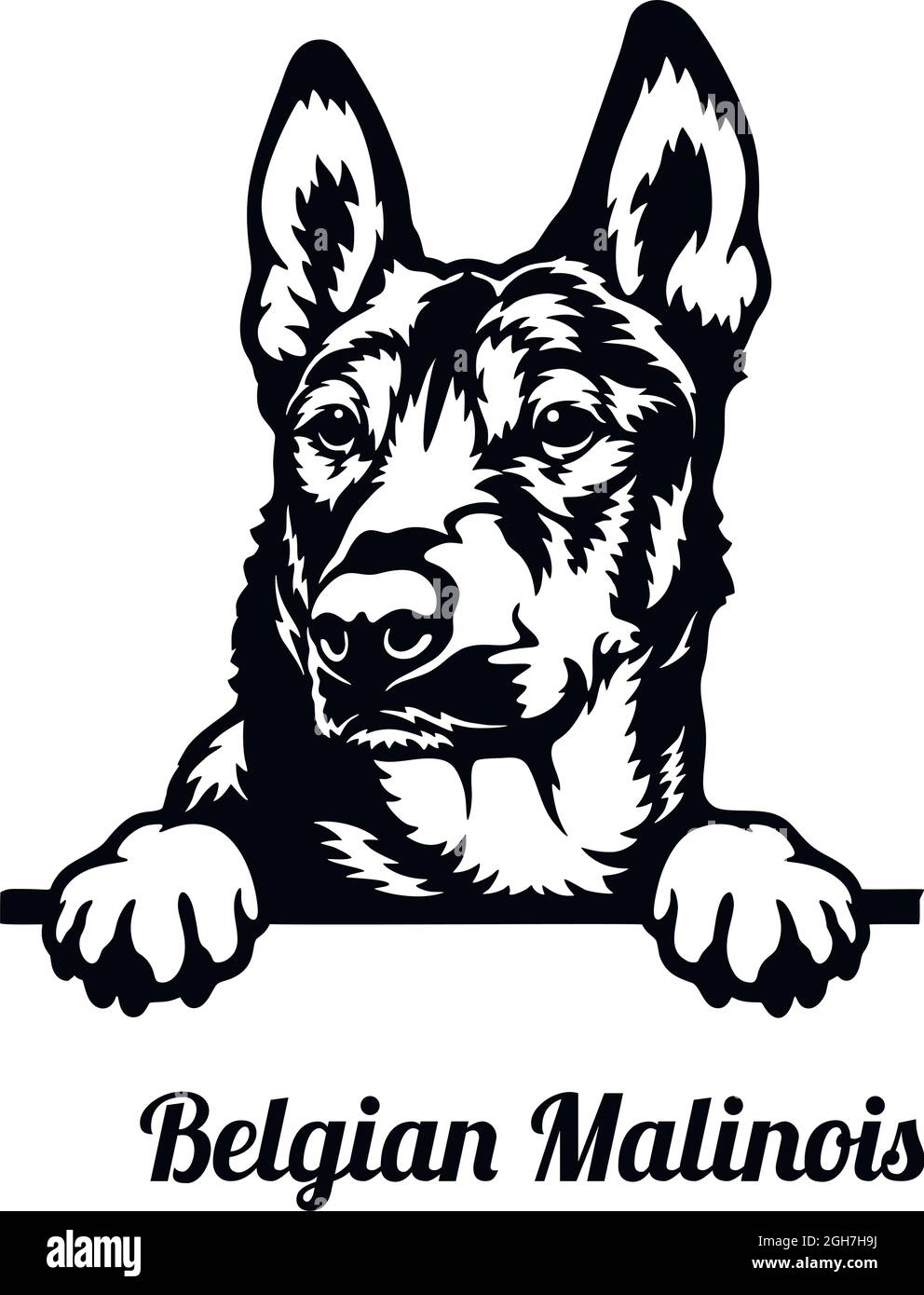 Funny belgian malinois Black and White Stock Photos & Images - Alamy