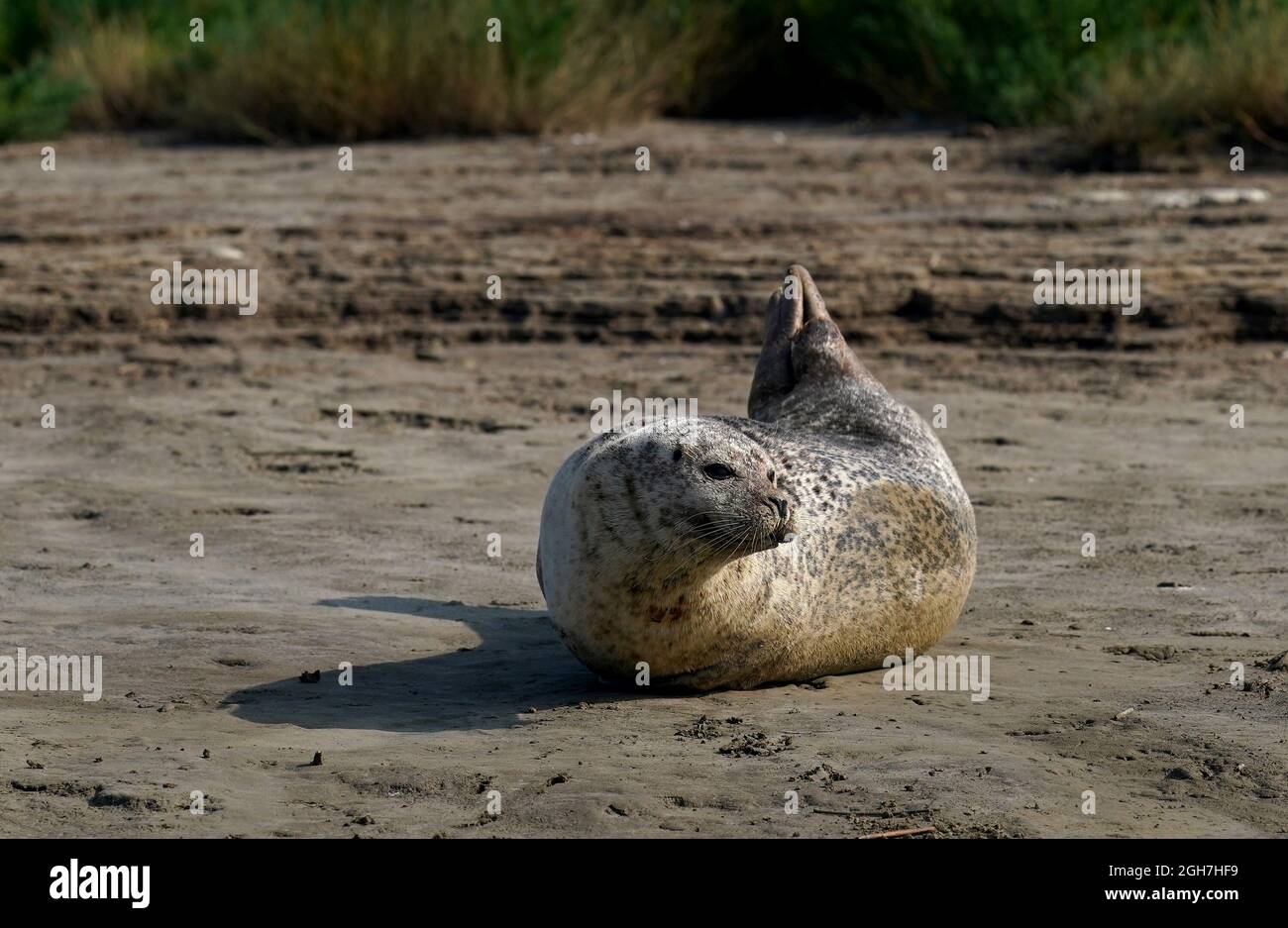 Comprehensive picture population adult seals hi-res stock photography ...