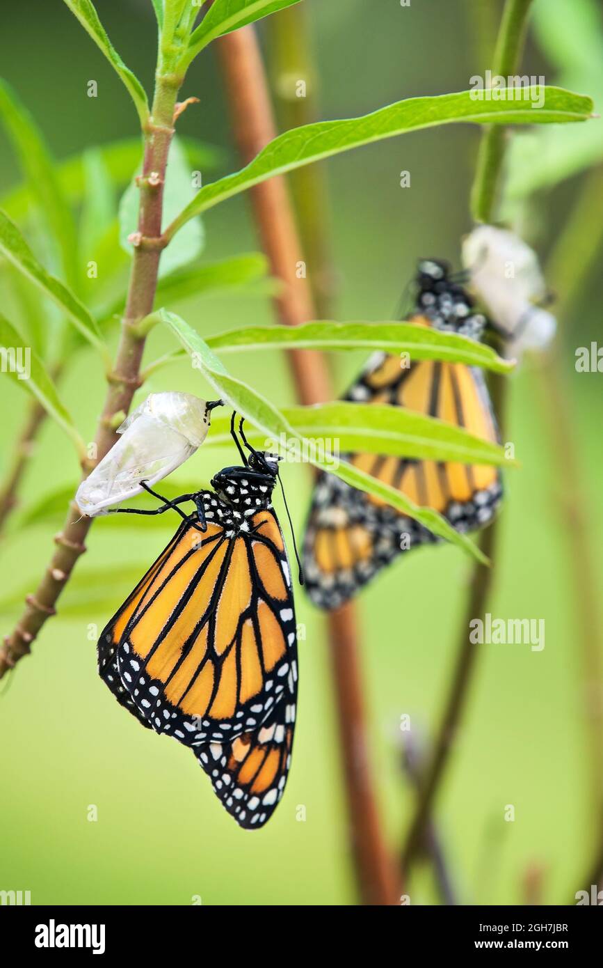 Pupa shell hi-res stock photography and images - Alamy
