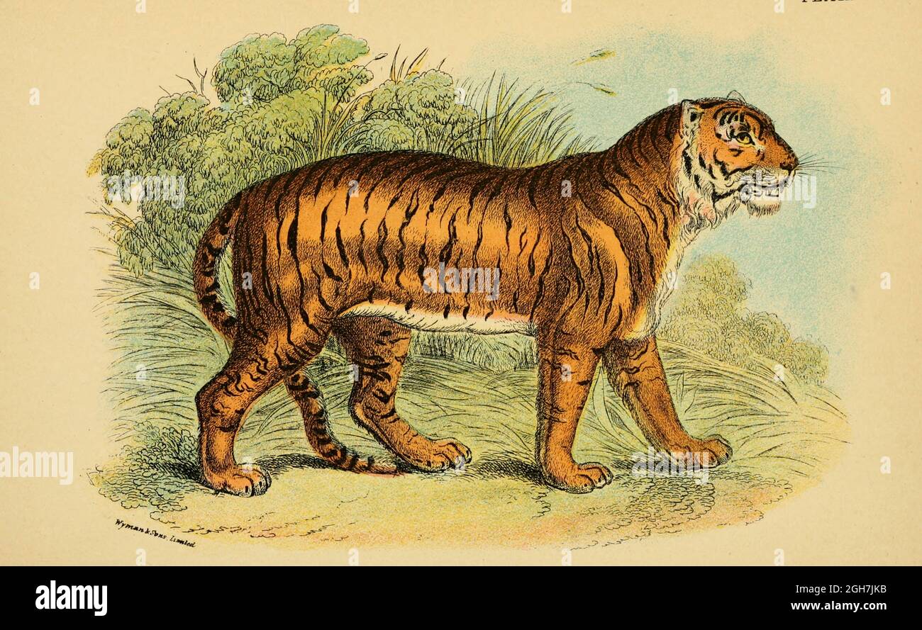 Felis tigris hi-res stock photography and images - Alamy