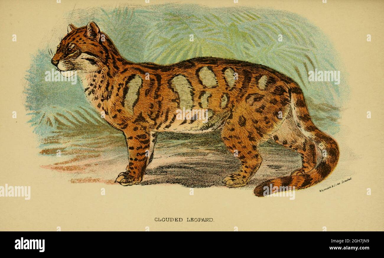 Clouded leopard cat hi-res stock photography and images - Alamy