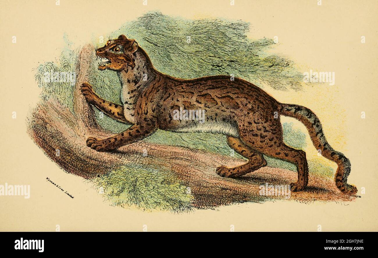 marbled cat (Pardofelis marmorata Here As Felis marmorata) is a small ...