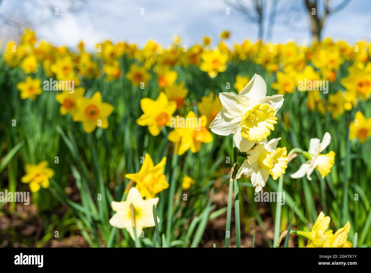 A field full of daffodils hi-res stock photography and images - Alamy