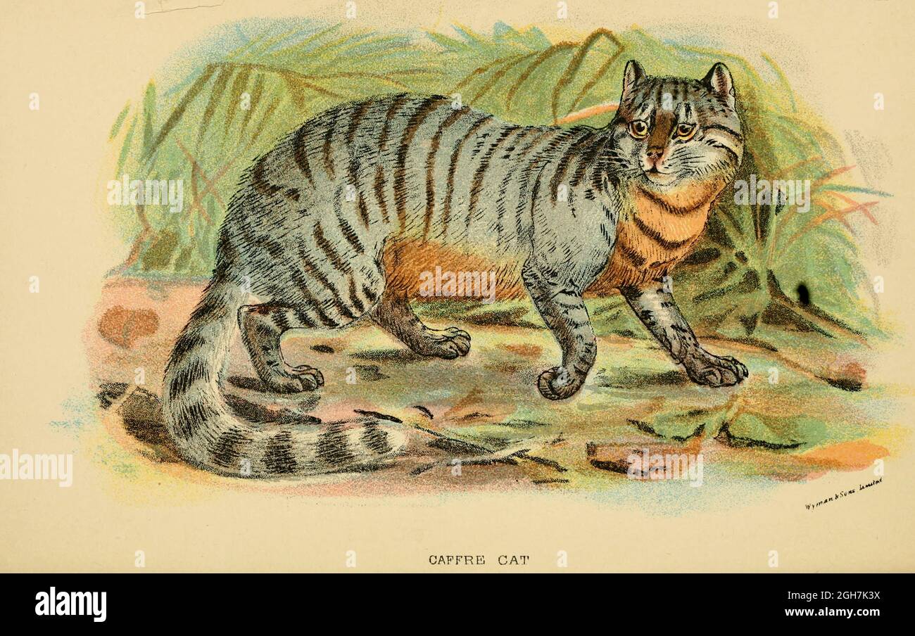 The African wildcat (Felis lybica) [Here as Caffre Cat (Felis caffra ...