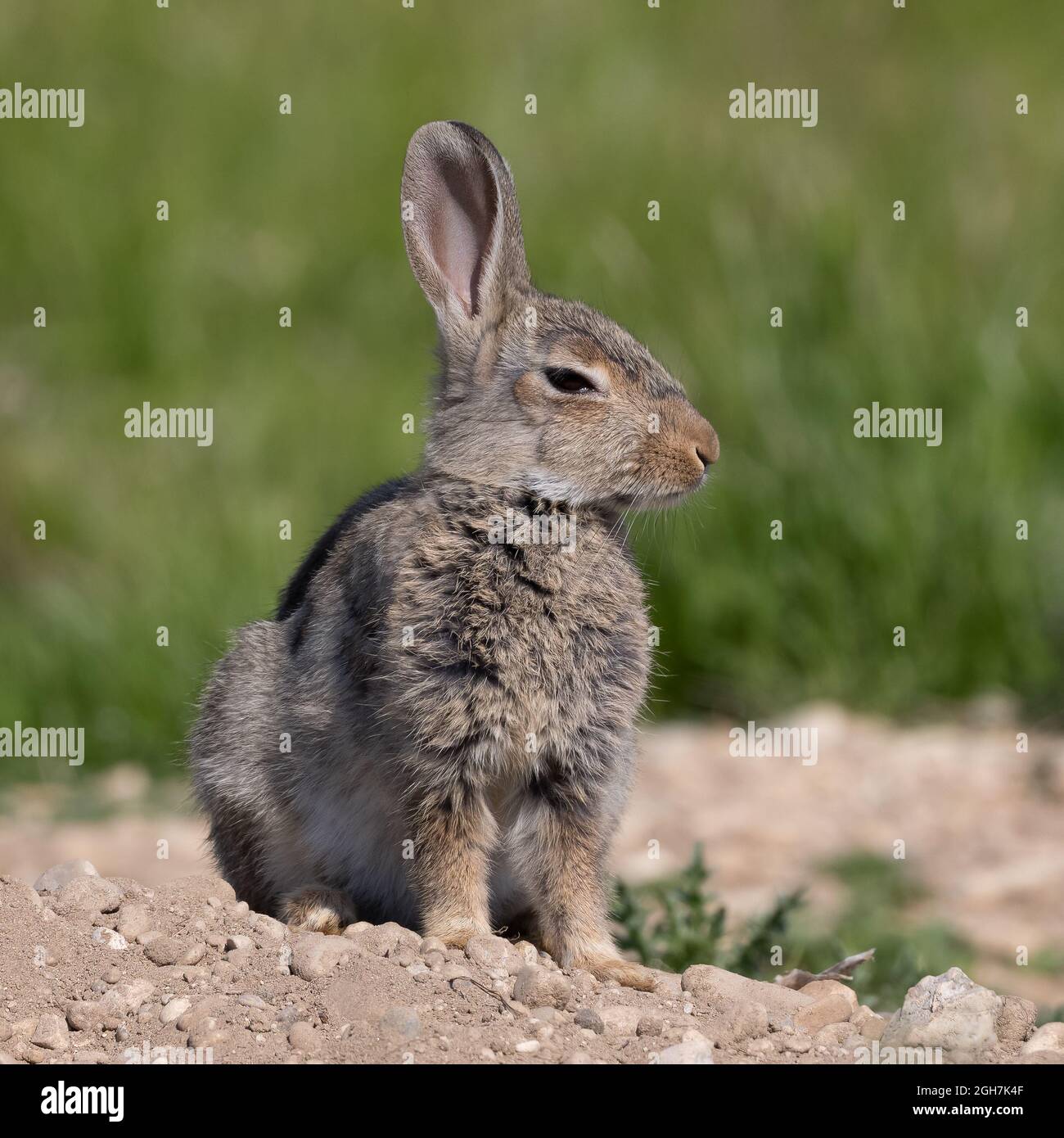 European rabbit, Common rabbit, Bunny, Oryctolagus cuniculus sitting on ...