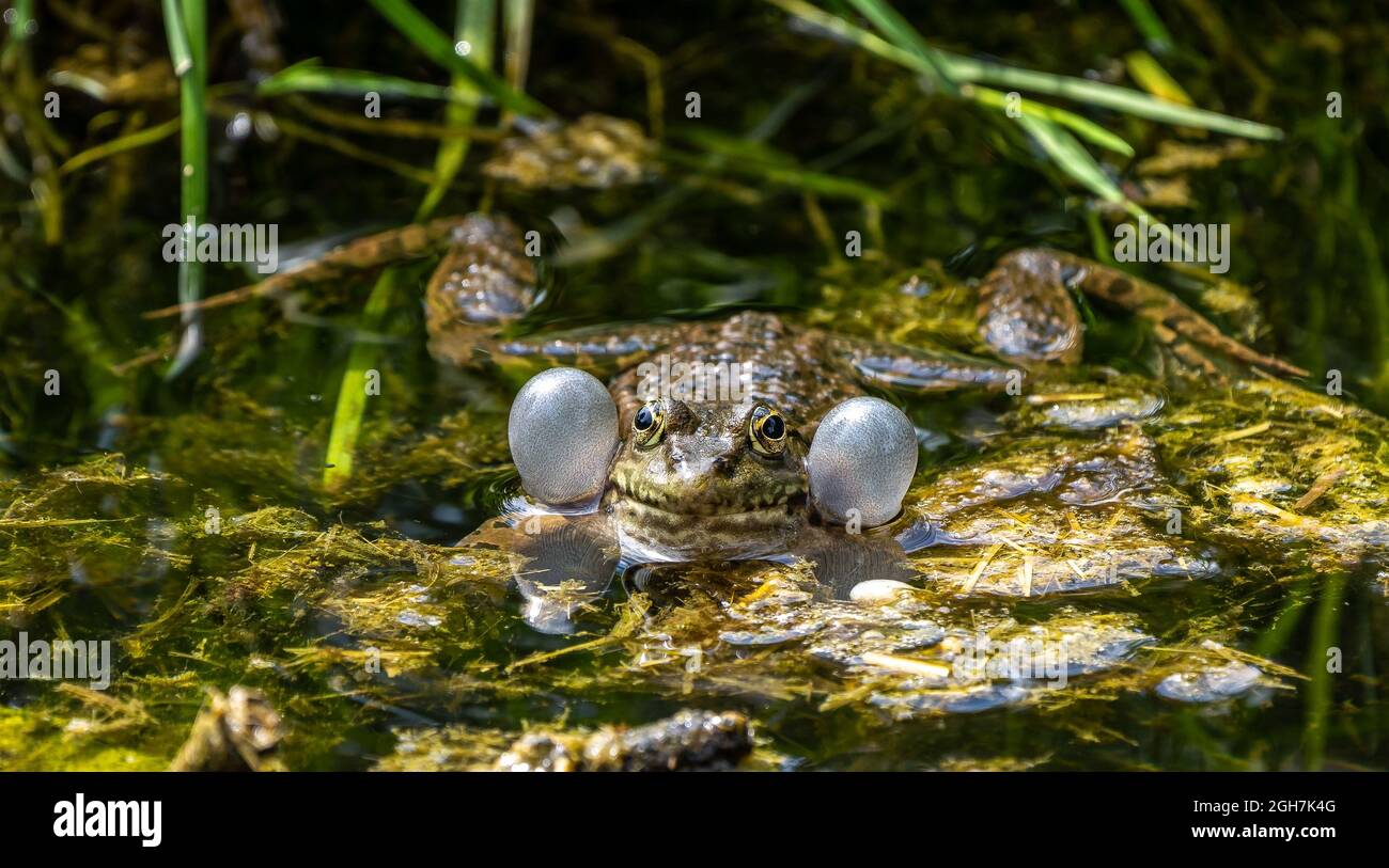 Common frog, Rana temporaria, single reptile croaking in water, also ...