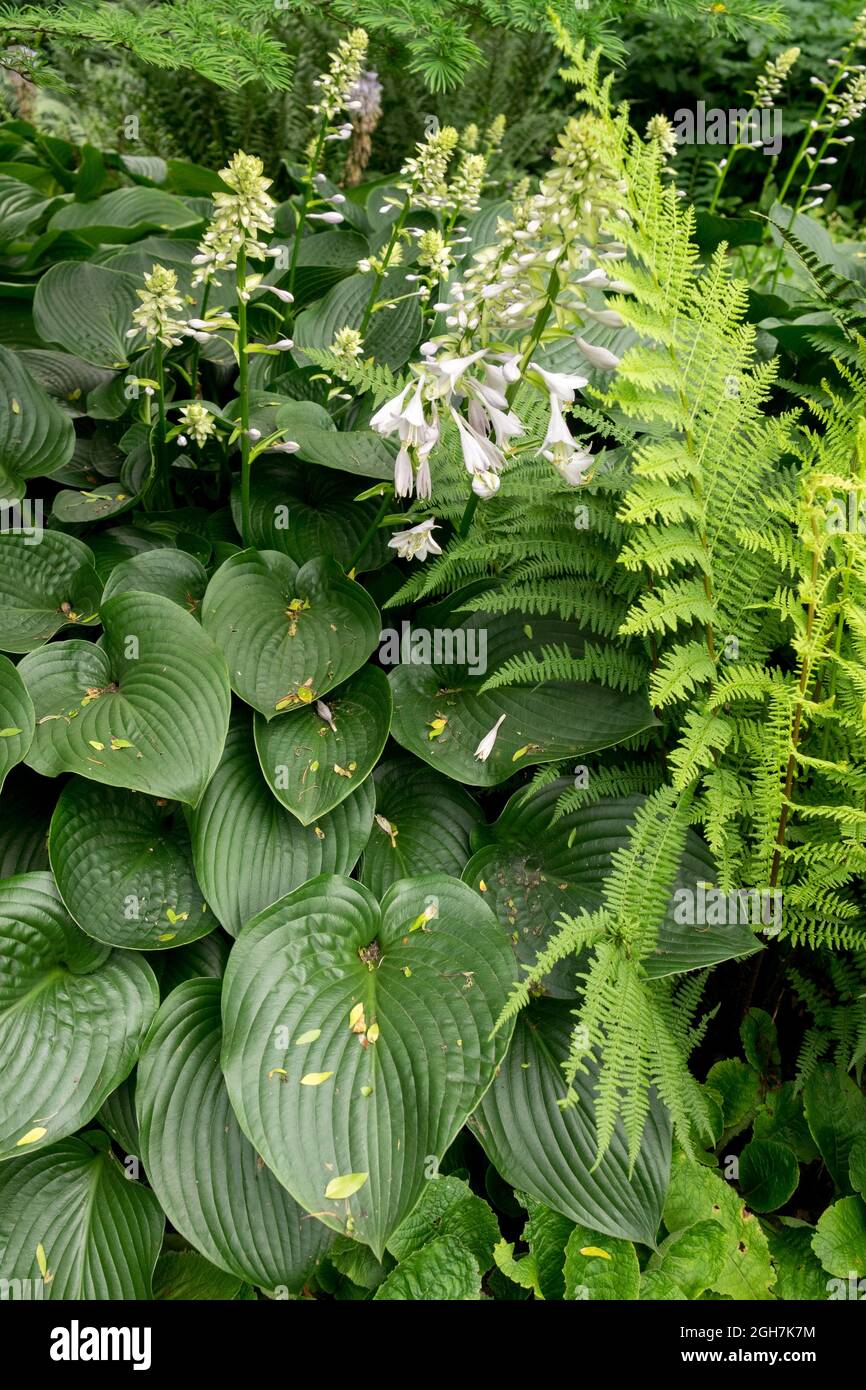 Hosta garden border fern Hosta 'Praeflorens' Stock Photo - Alamy