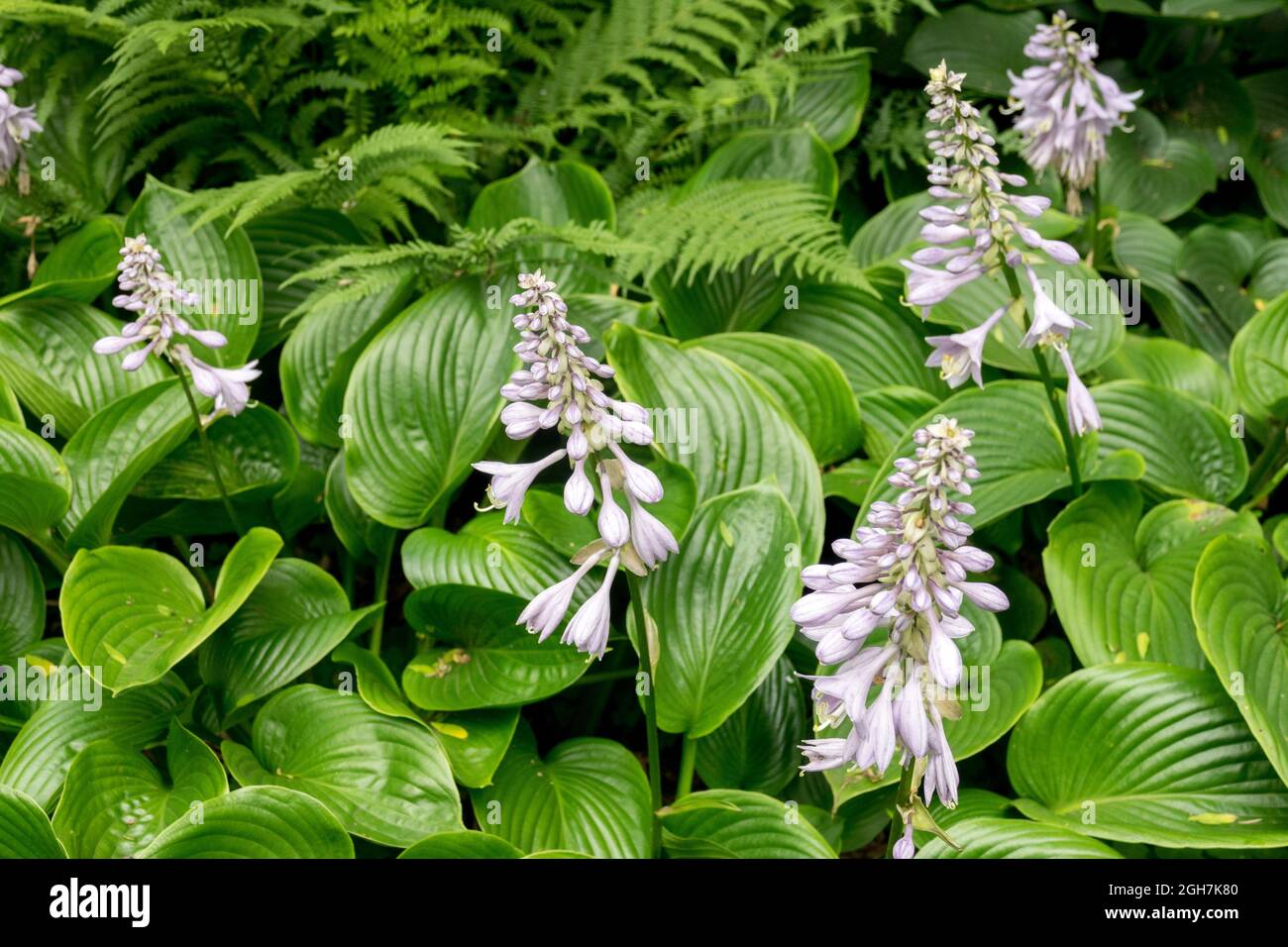 Hosta garden Hosta Devon Green Stock Photo - Alamy