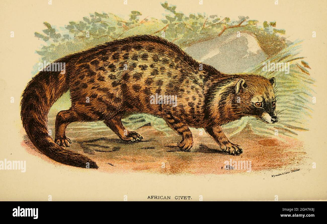 African civet hi-res stock photography and images - Alamy