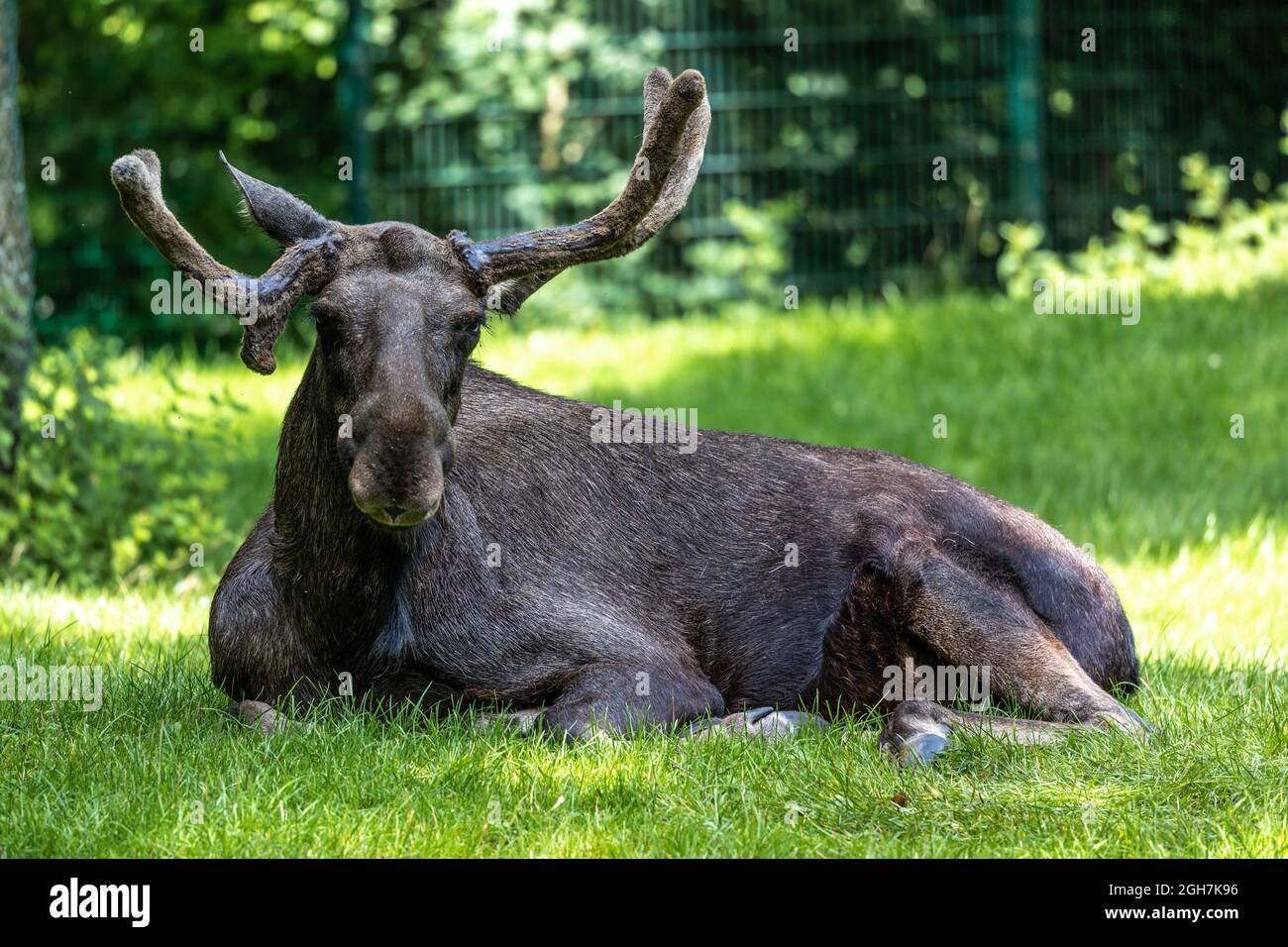 European Moose, Alces alces, also known as the elk. Wild life animal ...