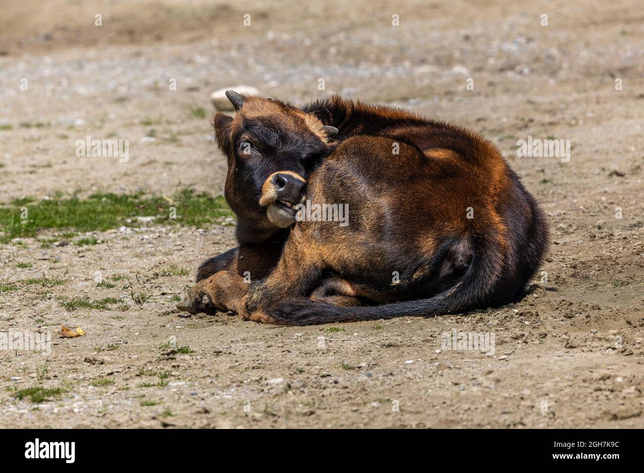 Young baby Heck cattle, Bos primigenius taurus, claimed to resemble the ...