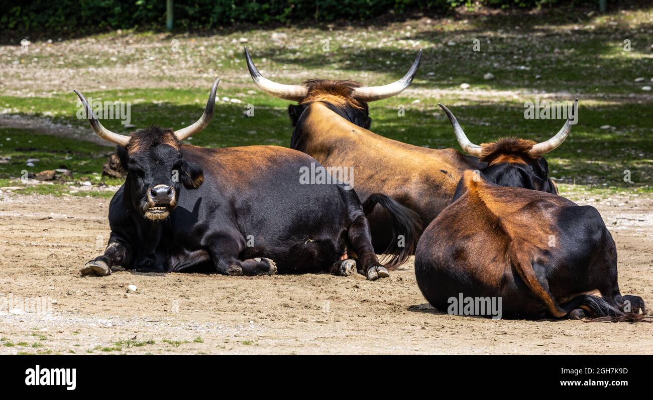 Heck cattle, Bos primigenius taurus, claimed to resemble the extinct ...