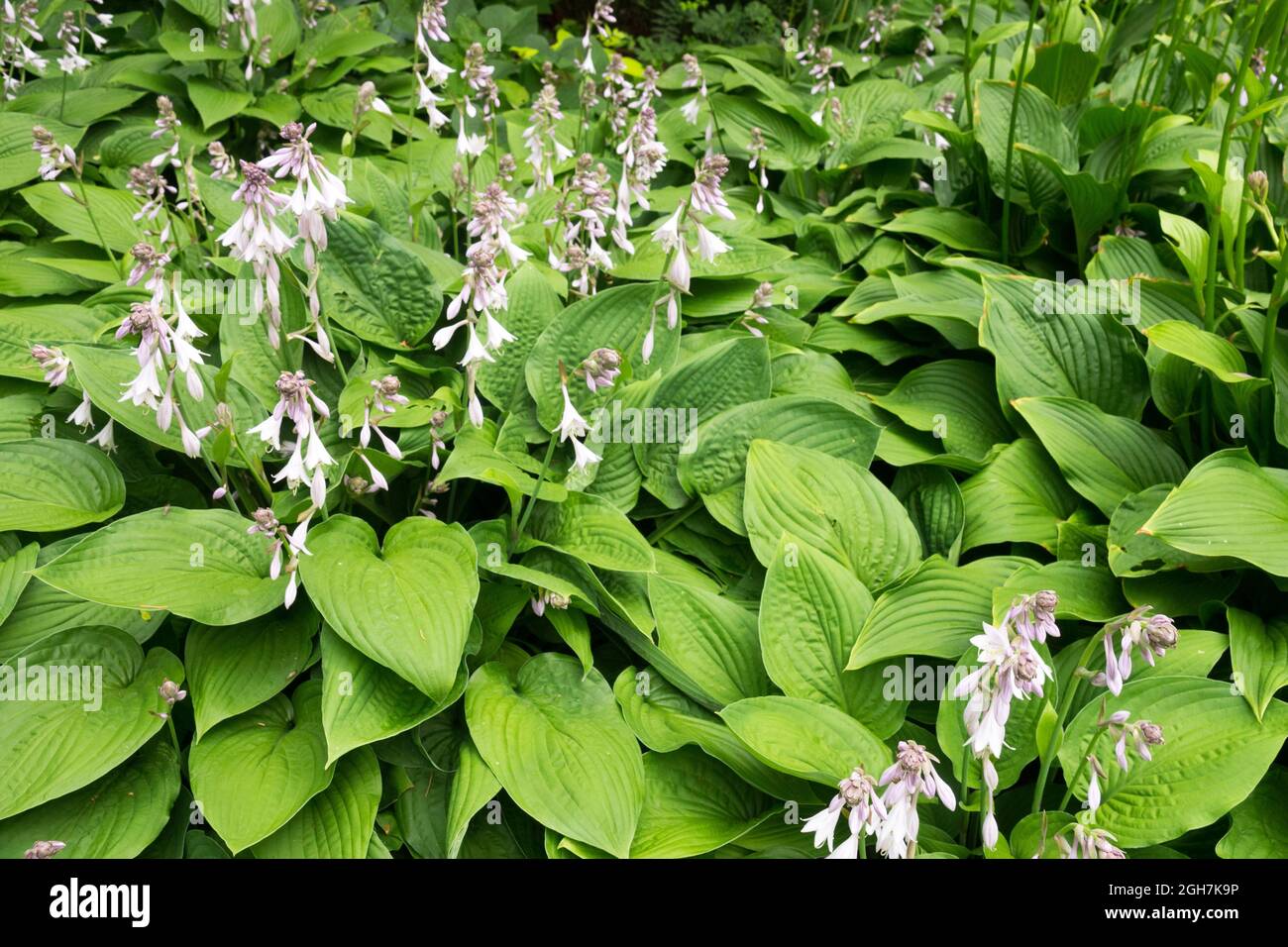 Hosta garden border Hosta 'Fortunei Aurea' Stock Photo - Alamy