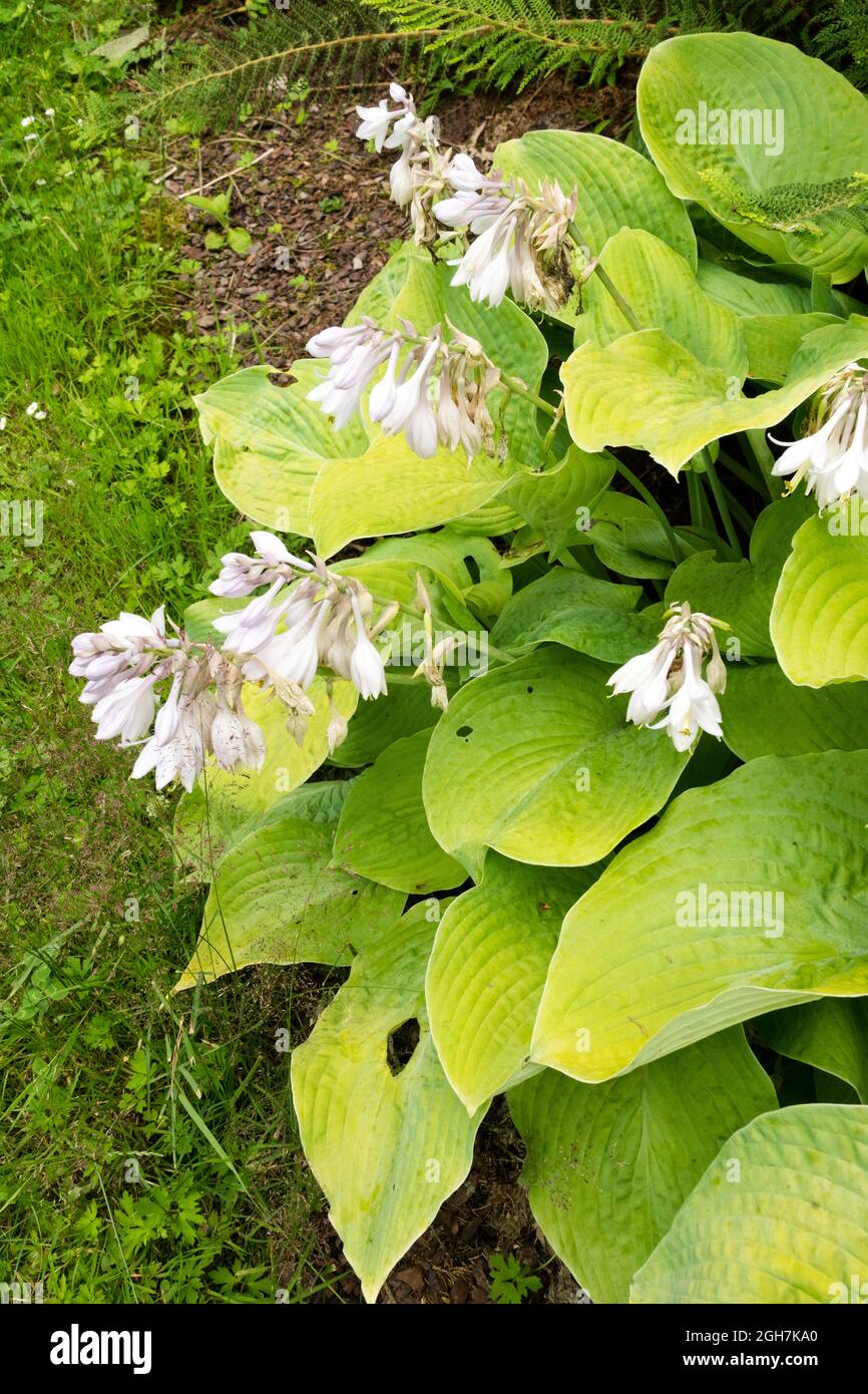 Hosta garden border Hosta Sieboldiana Semperaurea Stock Photo - Alamy