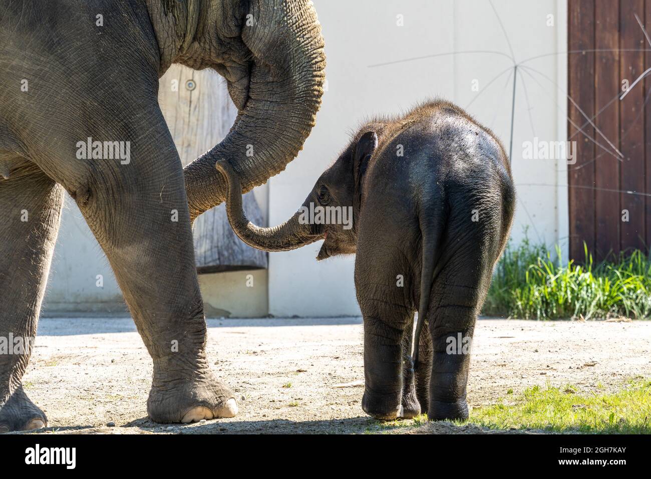 The Asian elephant, Elephas maximus also called Asiatic elephant, is ...