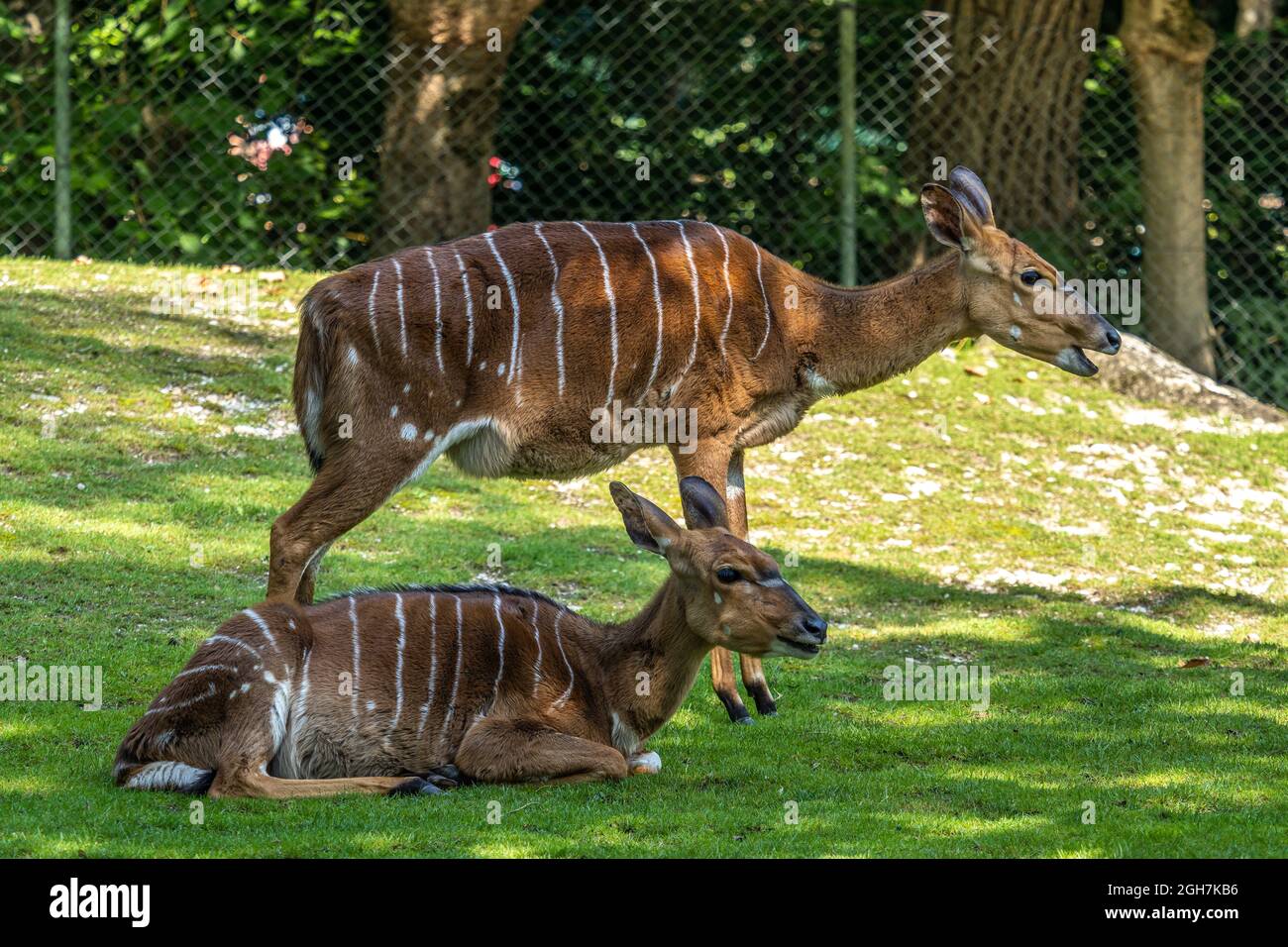 The nyala, Tragelaphus angasii is a spiral-horned antelope native to ...