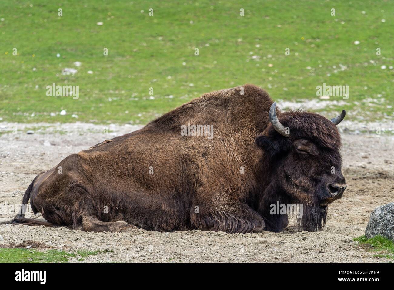 The American bison or simply bison, also commonly known as the American ...
