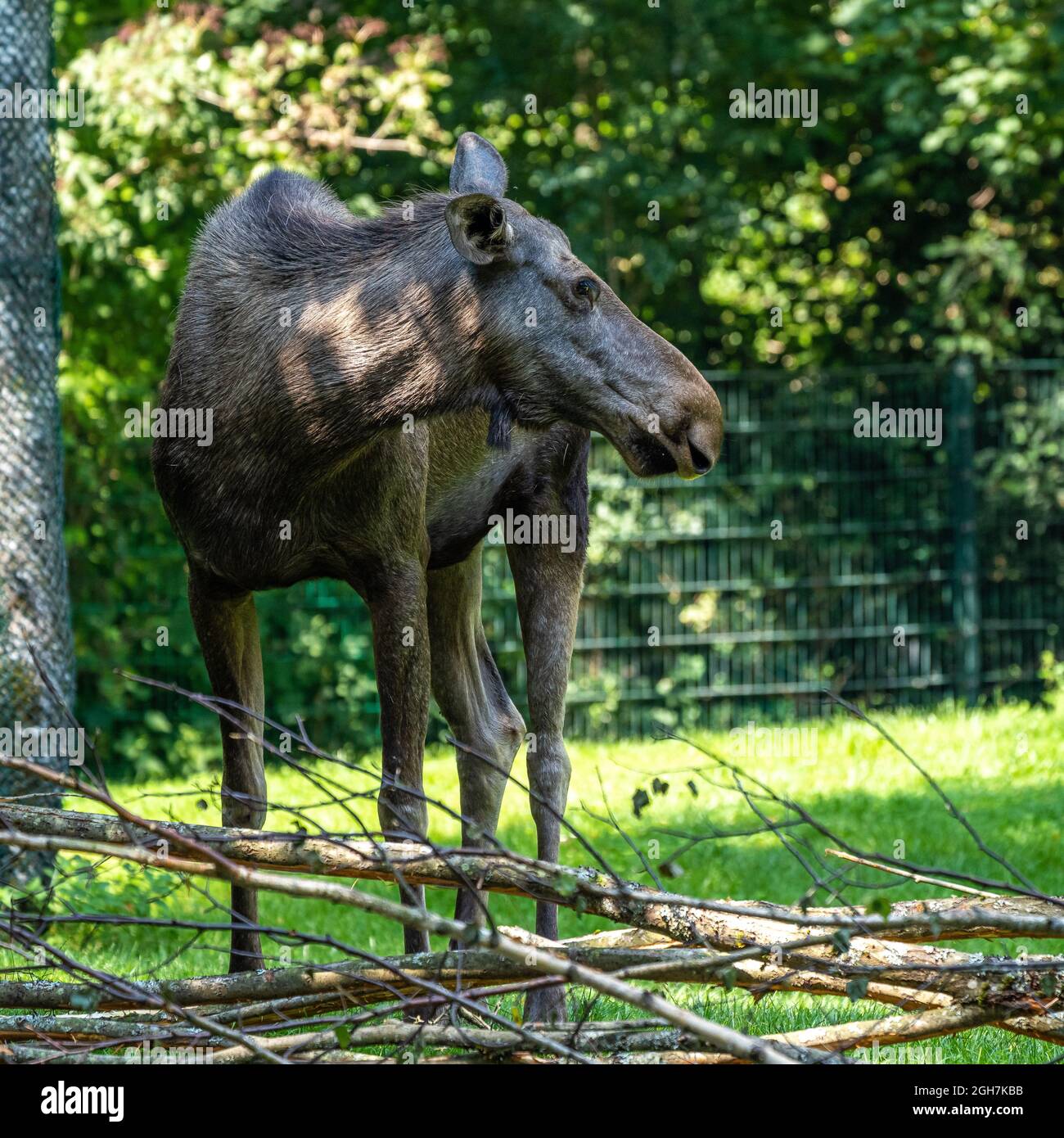 European Moose, Alces alces, also known as the elk. Wild life animal ...