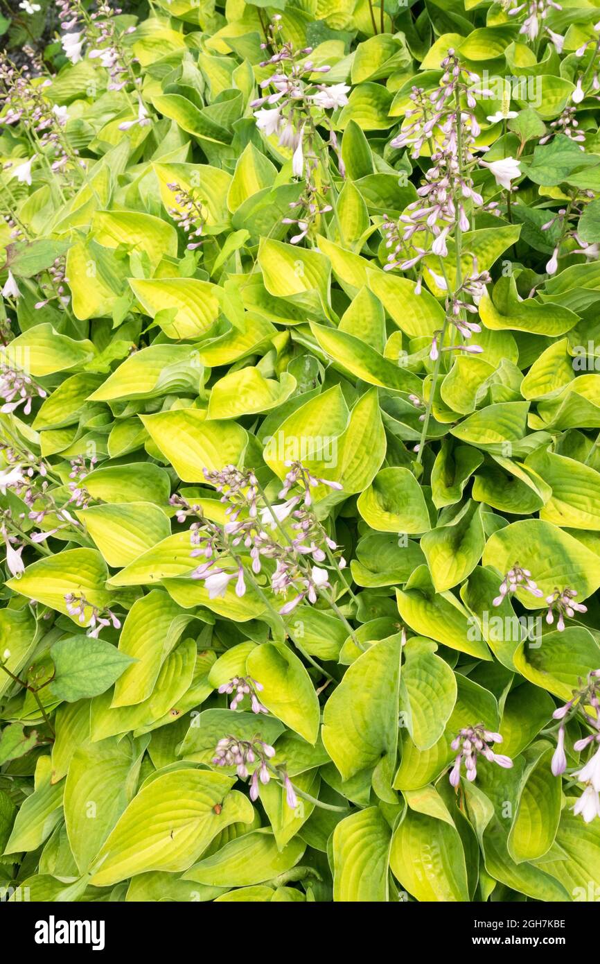 Hosta gold edger hi-res stock photography and images - Alamy