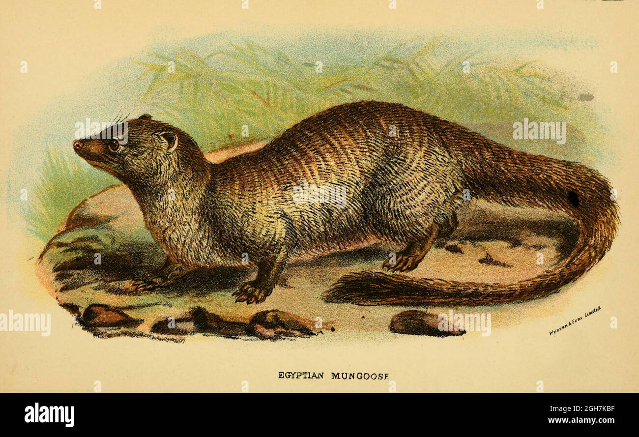 Mongoose species native hi-res stock photography and images - Alamy