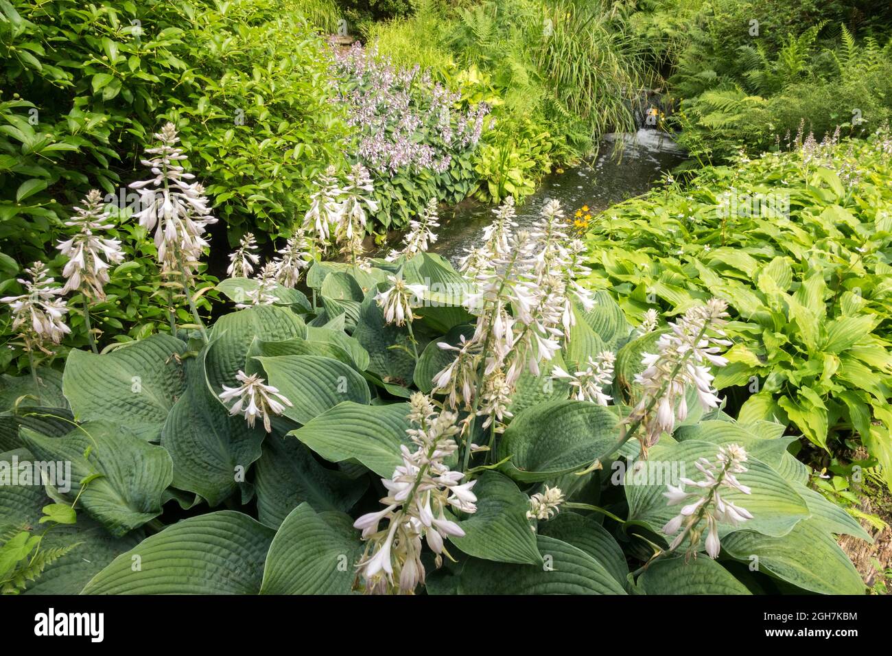 Hosta garden border Hosta 'Blue Angel' flowers Stock Photo - Alamy