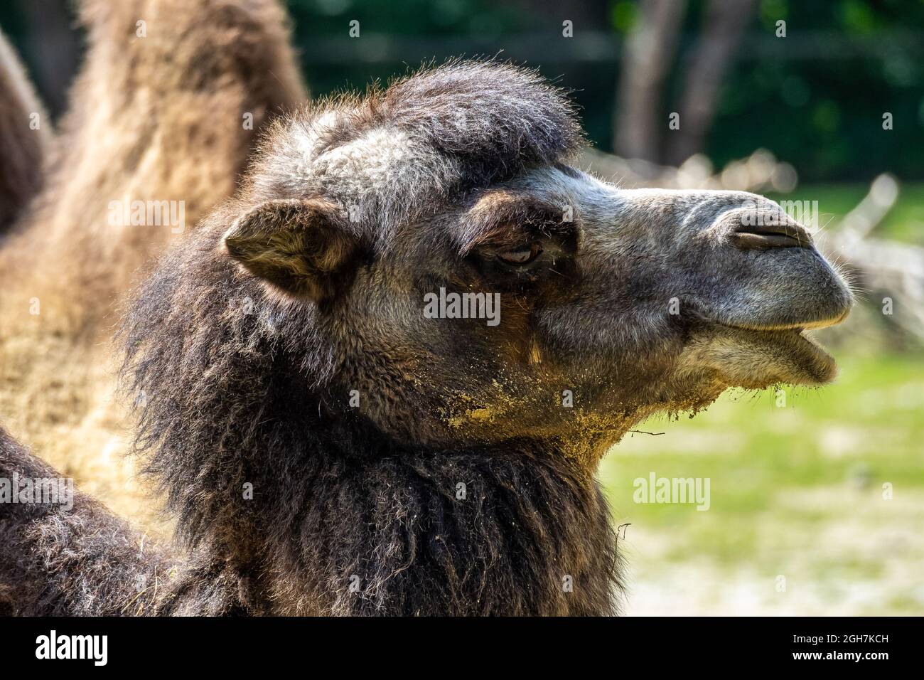 The Bactrian camels, Camelus bactrianus is a large, even-toed ungulate ...