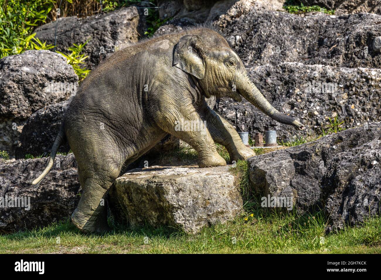 The Asian elephant, Elephas maximus also called Asiatic elephant, is ...