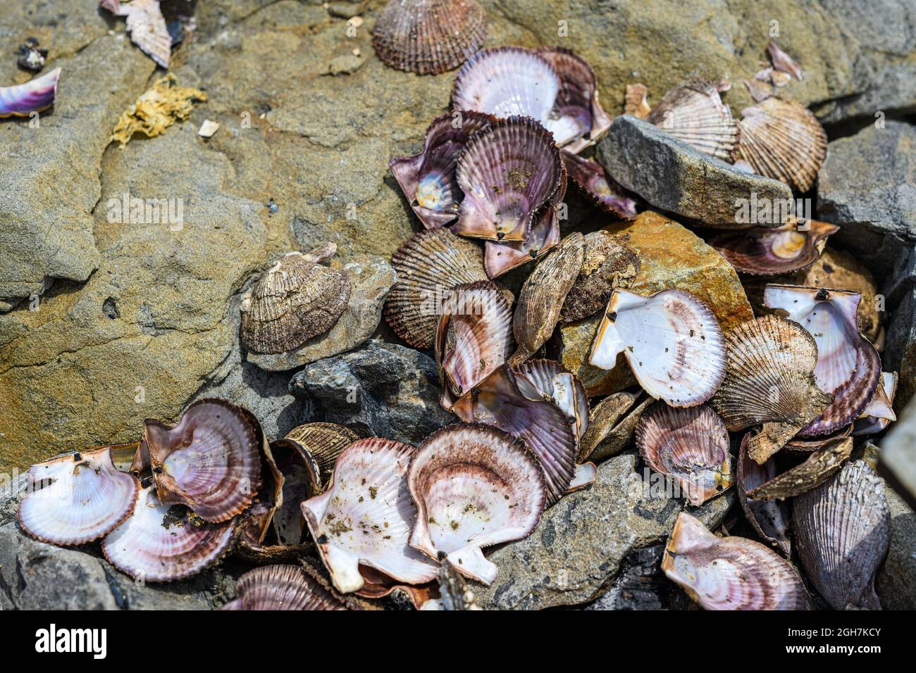 Many scallop shells on hi-res stock photography and images - Alamy