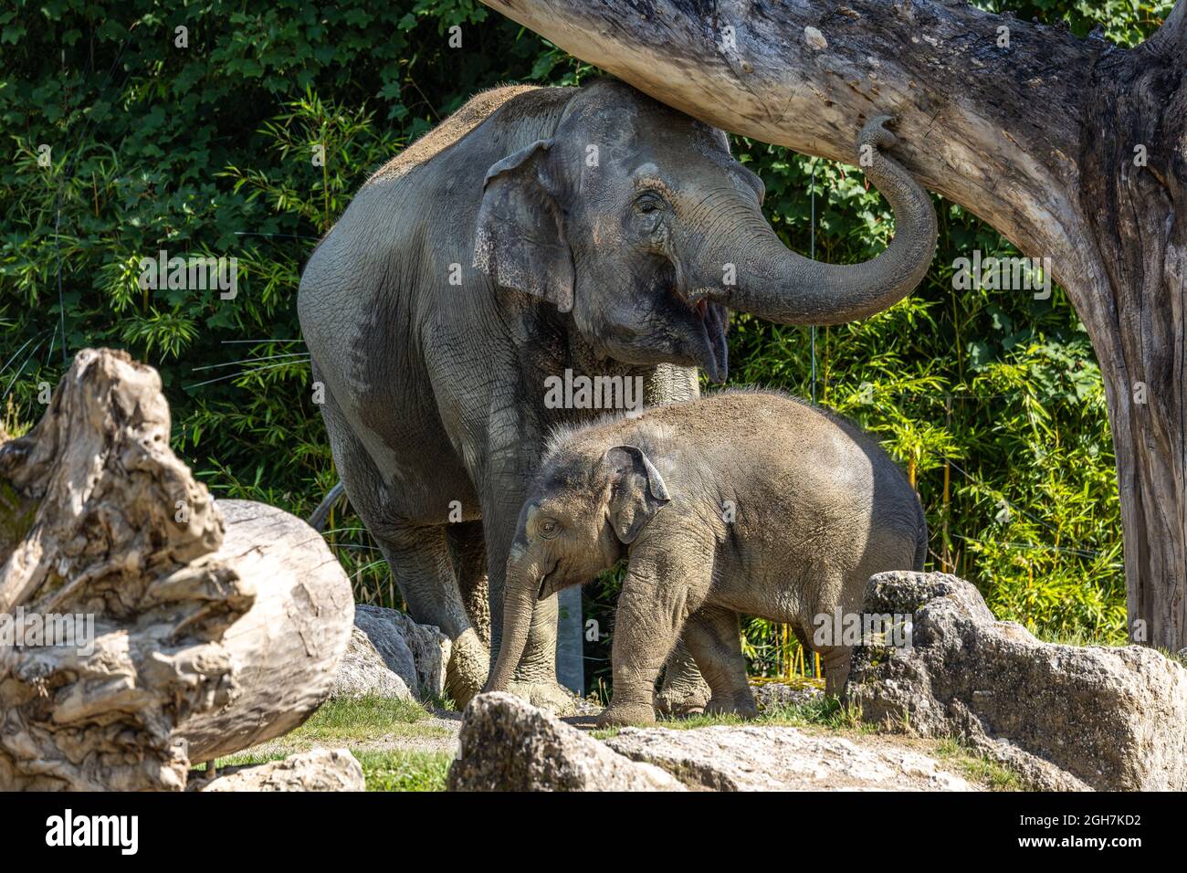 The Asian elephant, Elephas maximus also called Asiatic elephant, is ...