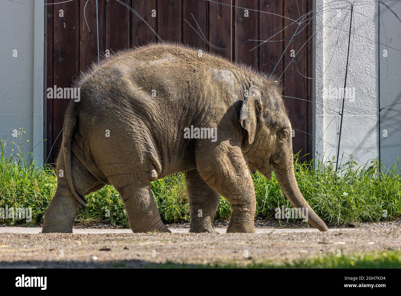 The Asian elephant, Elephas maximus also called Asiatic elephant, is ...
