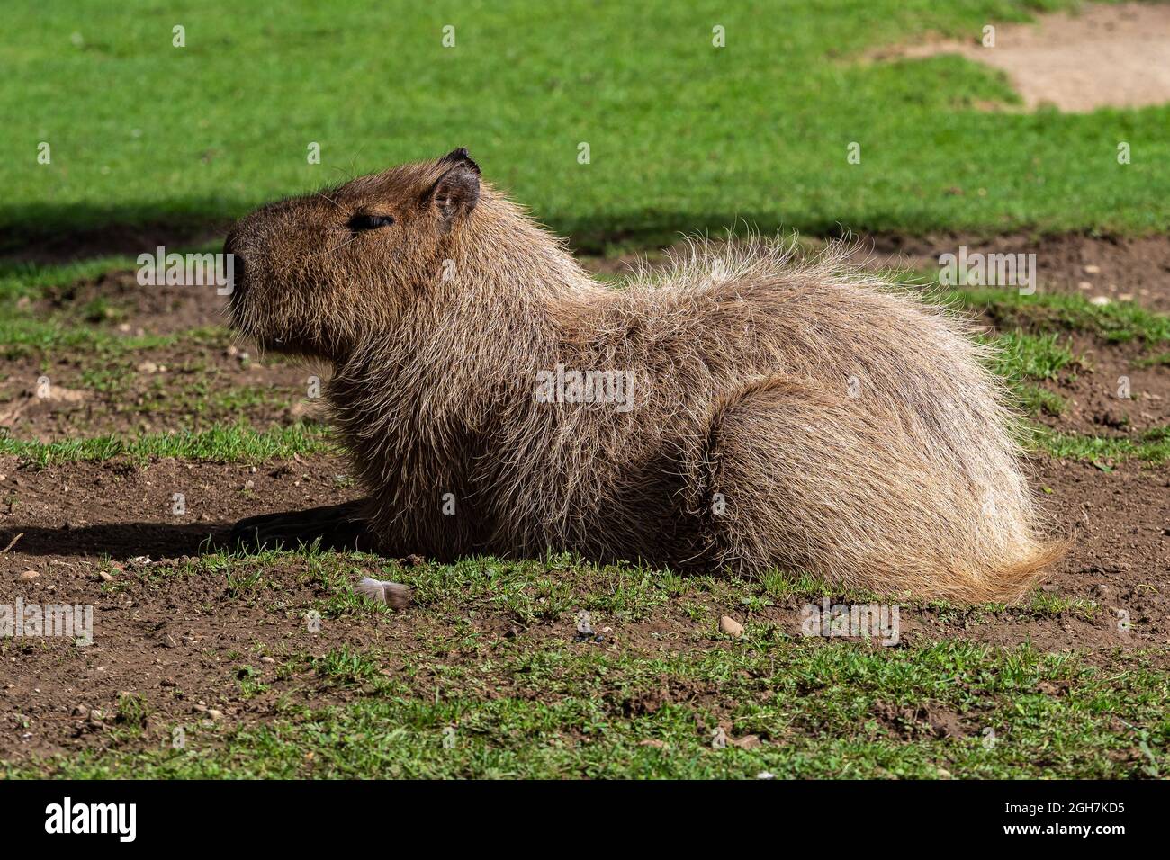 The capybara, Hydrochoerus hydrochaeris is a mammal native to South ...