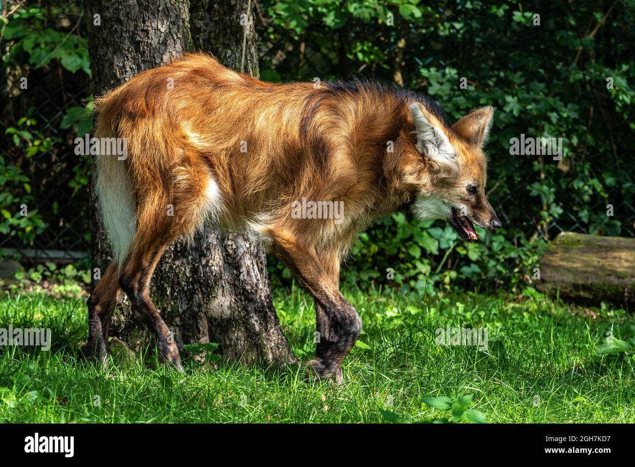 The Maned Wolf, Chrysocyon brachyurus is the largest canid of South America. This mammal lives ...