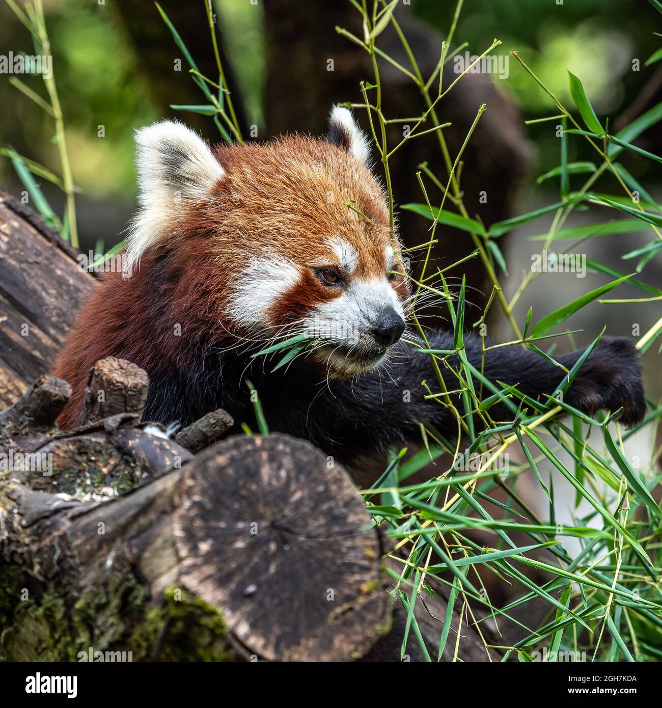 The red panda, Ailurus fulgens, also called the lesser panda and the ...
