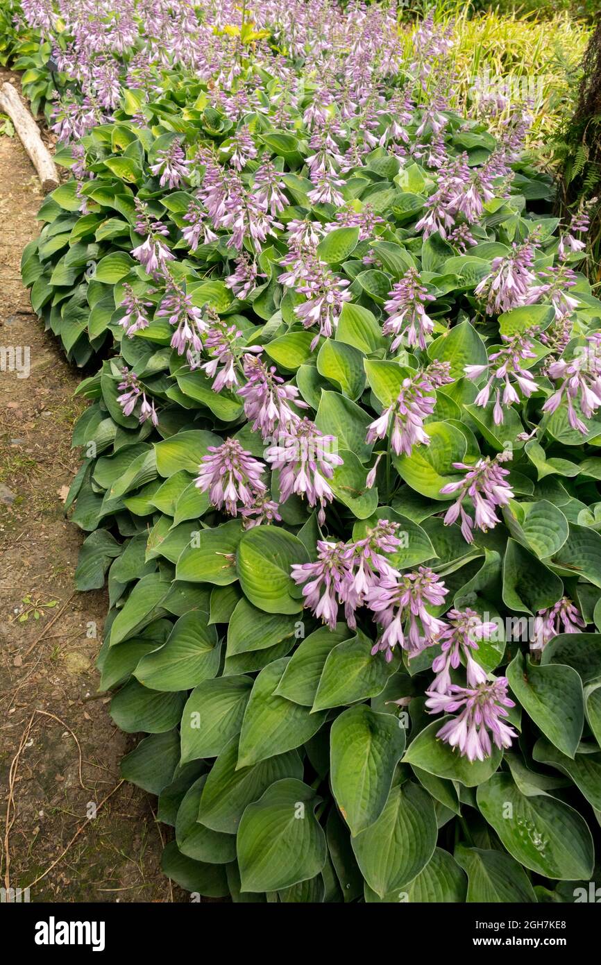 Garden path hostas hi-res stock photography and images - Alamy