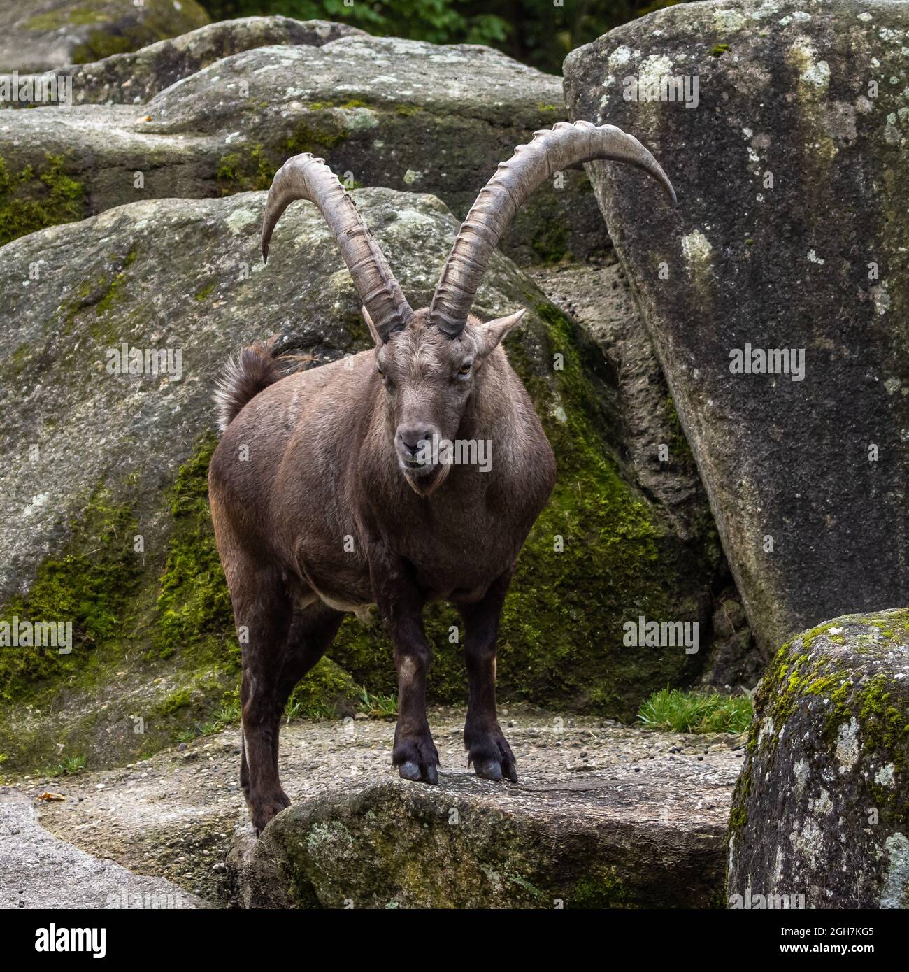Male mountain ibex - capra ibex in the zoo Stock Photo - Alamy