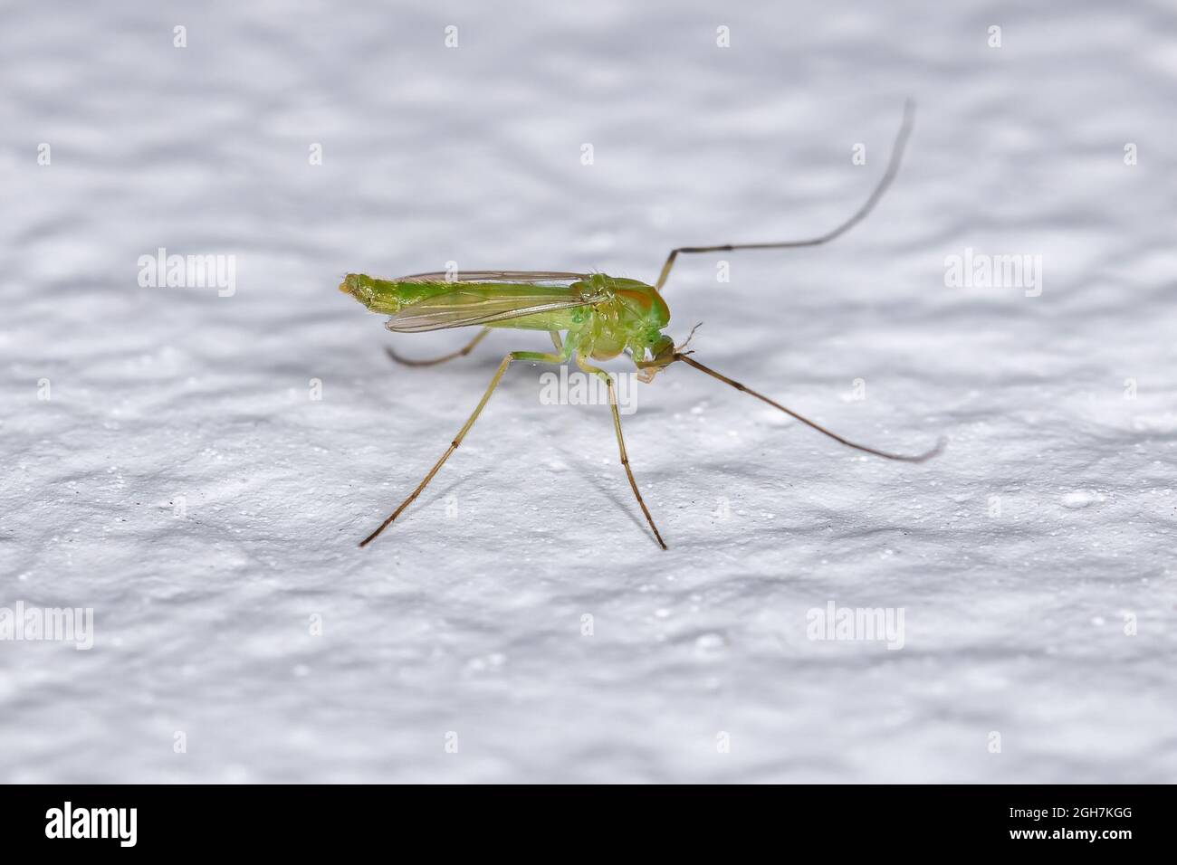 Adult Non-biting Midge of the Family Chironomidae Stock Photo - Alamy