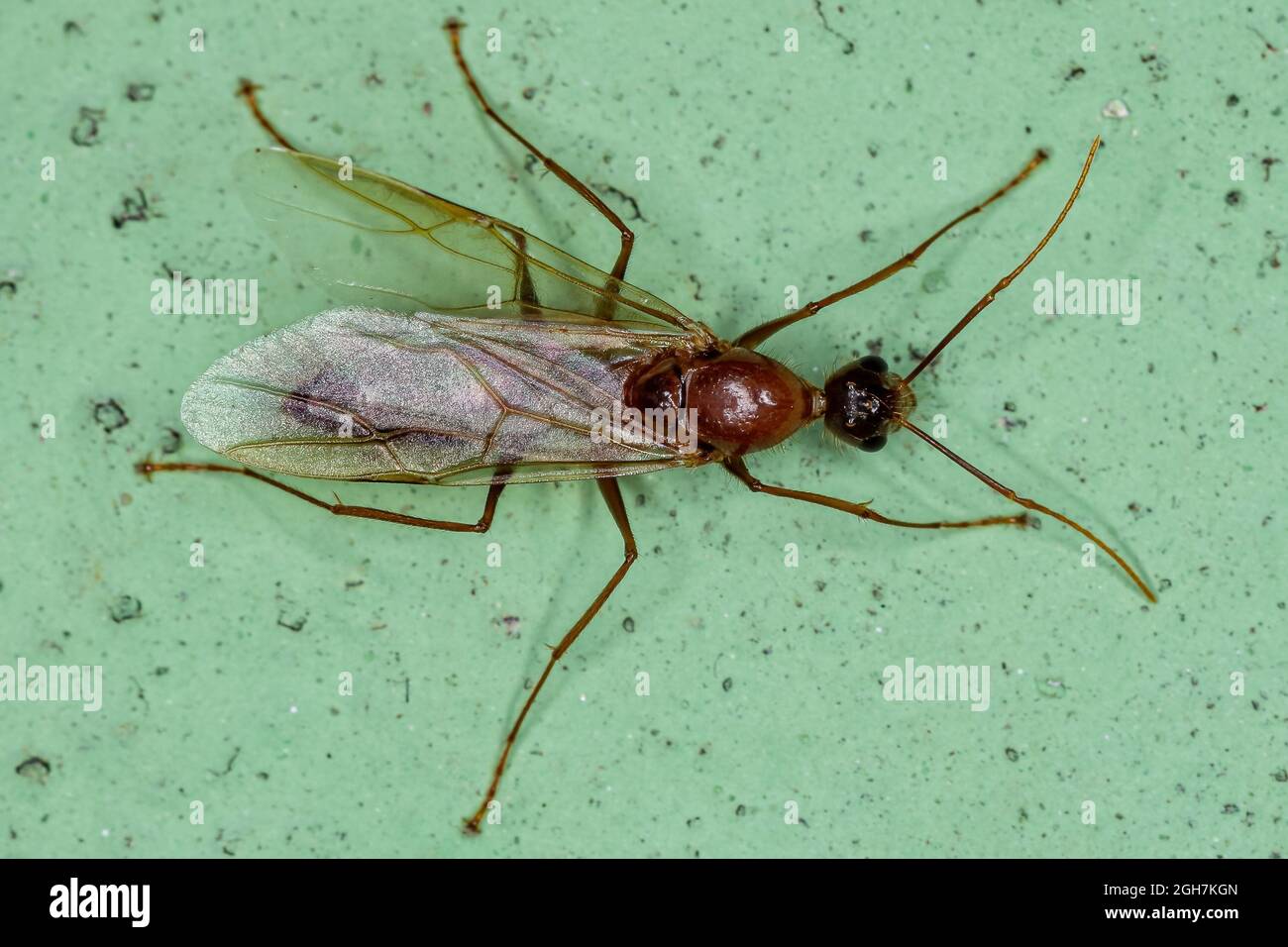 Adult Male Winged Carpenter Ant of the genus Camponotus Stock Photo - Alamy