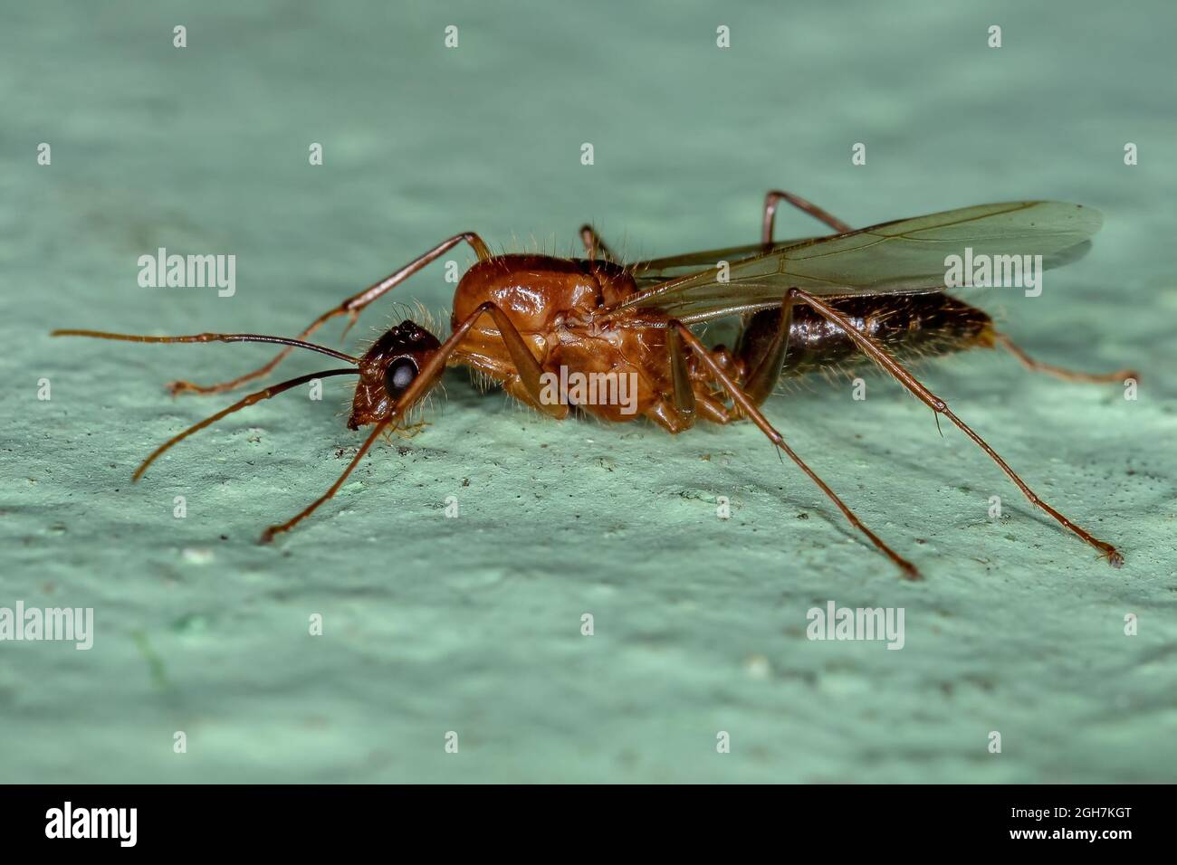 Adult Male Winged Carpenter Ant of the genus Camponotus Stock Photo - Alamy