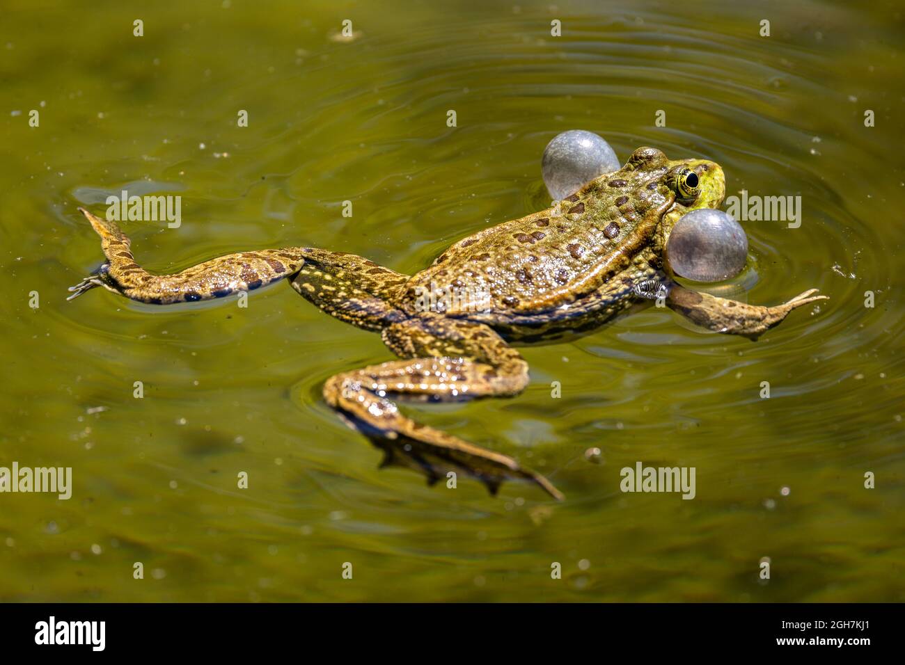 Common frog, Rana temporaria, single reptile croaking in water, also ...