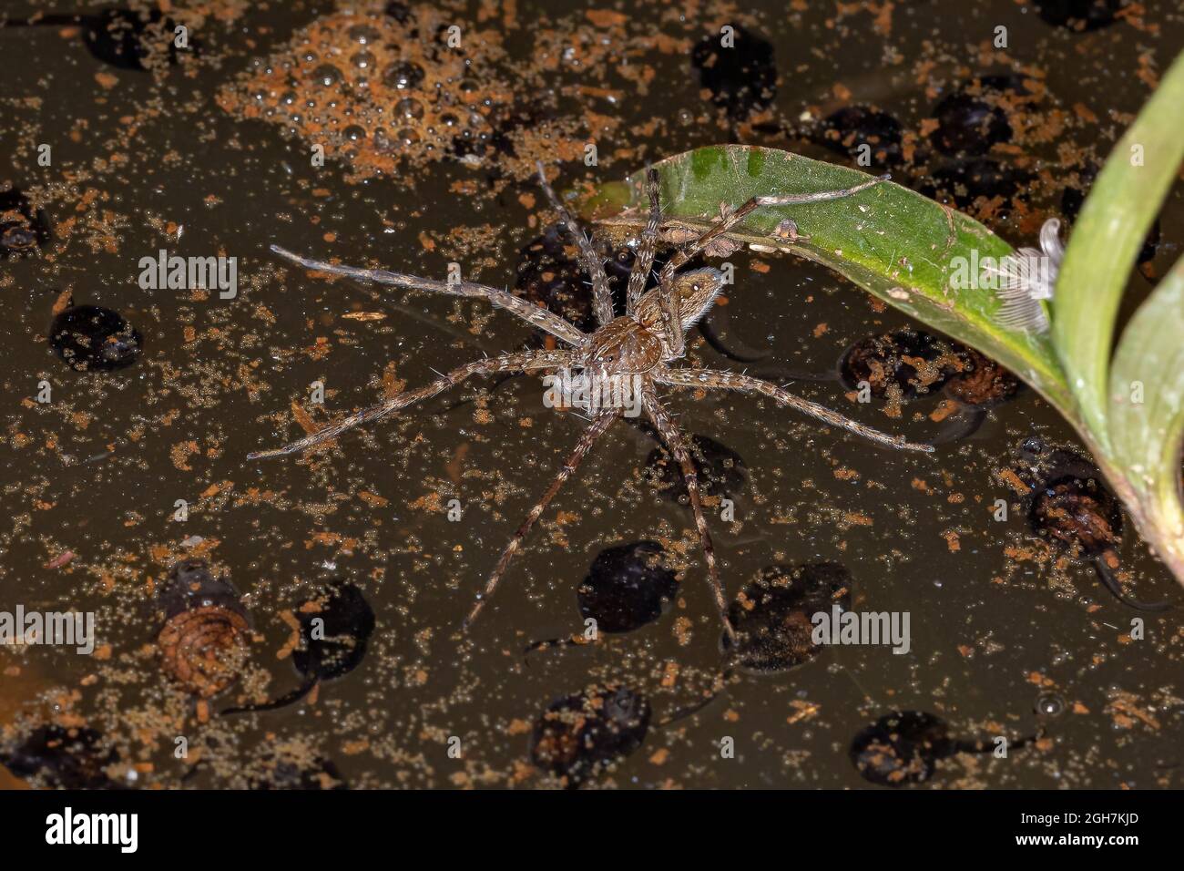 Adult Trechaleid Spider of the Family Trechaleid is a species of ...